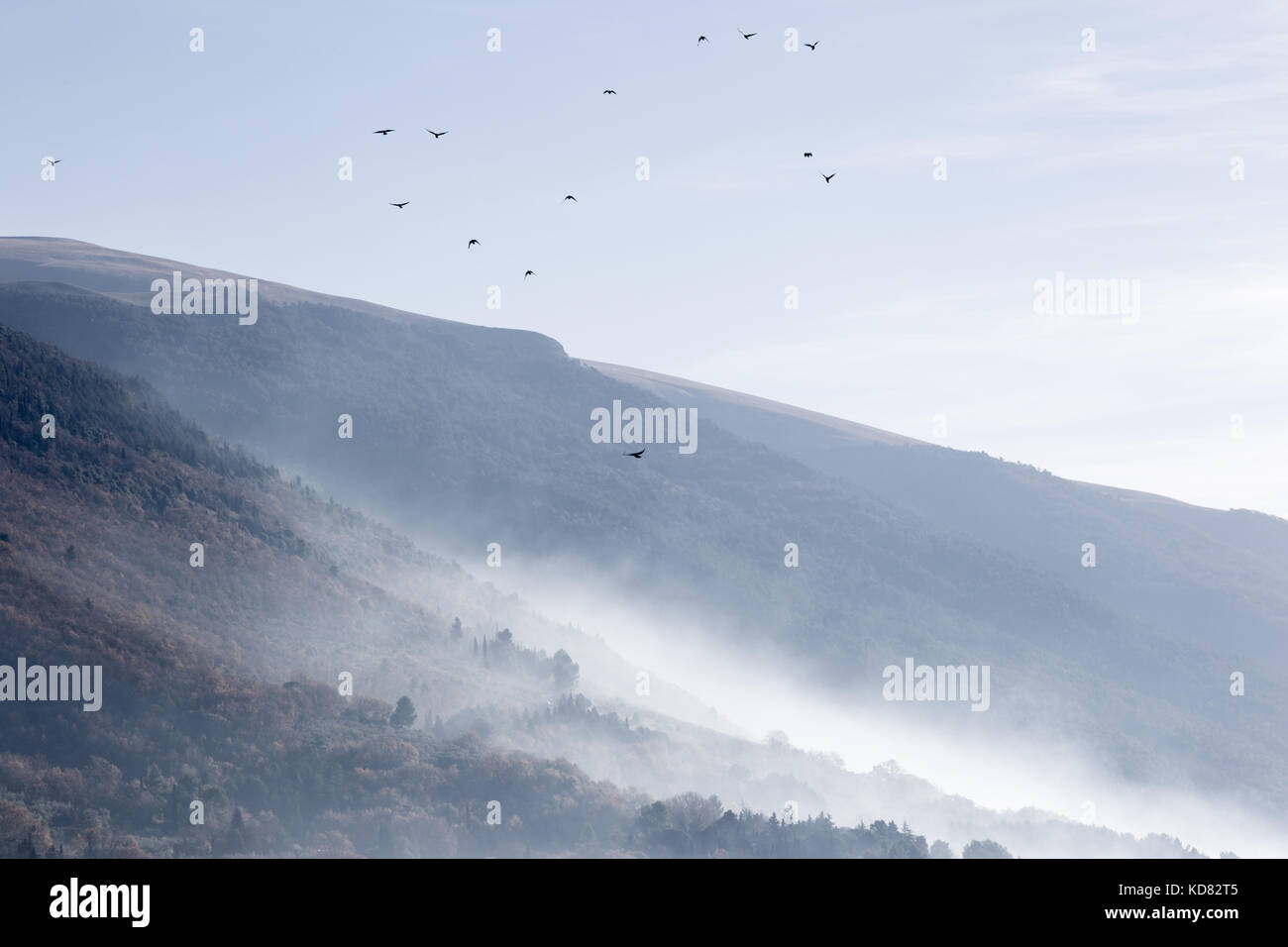 A flock of birds flying over mountains and hills covered by mist Stock ...