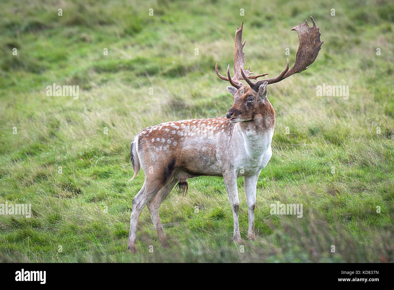 Fallow deer stag standing on grass and looking slightly behind over his ...