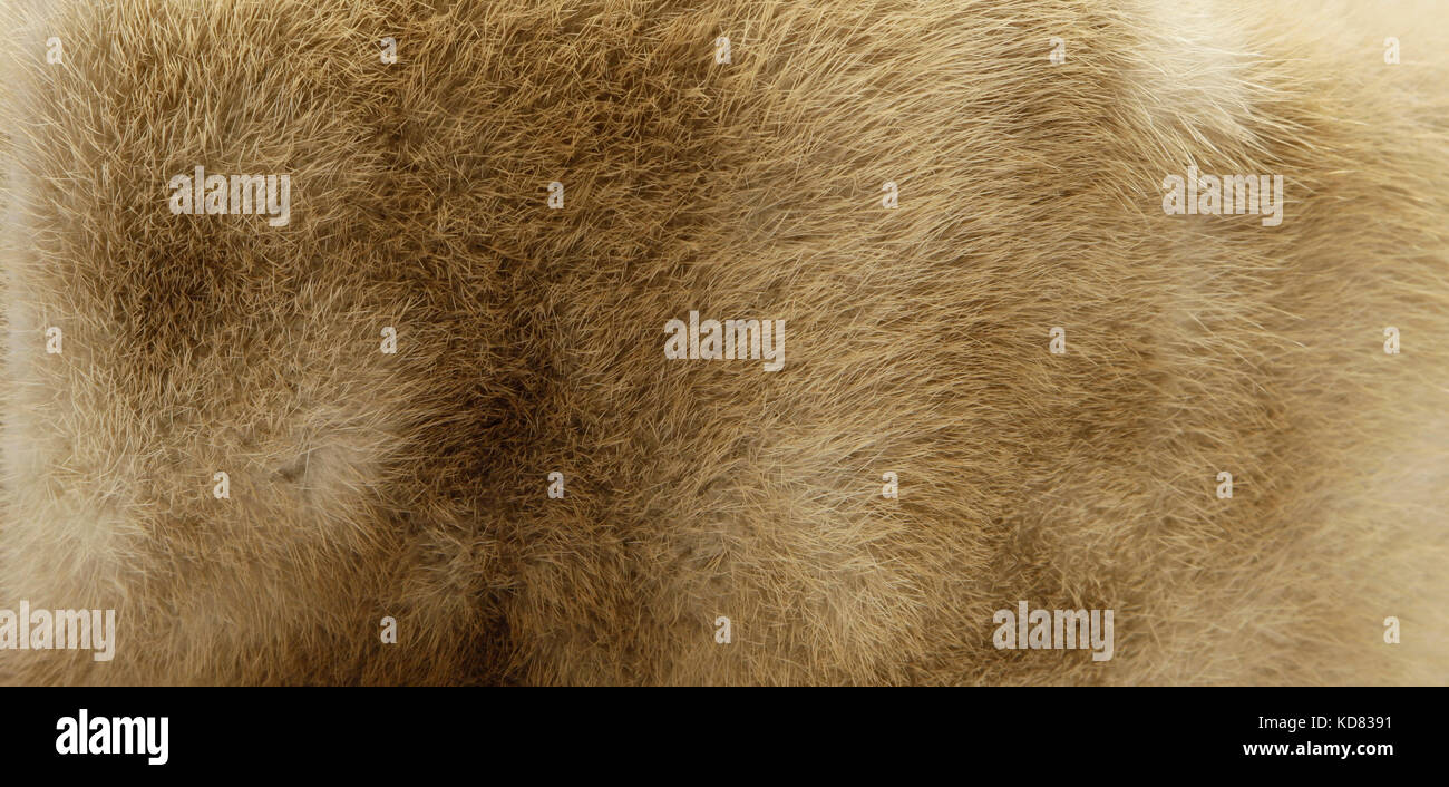 Beige fur texture Stock Photo - Alamy