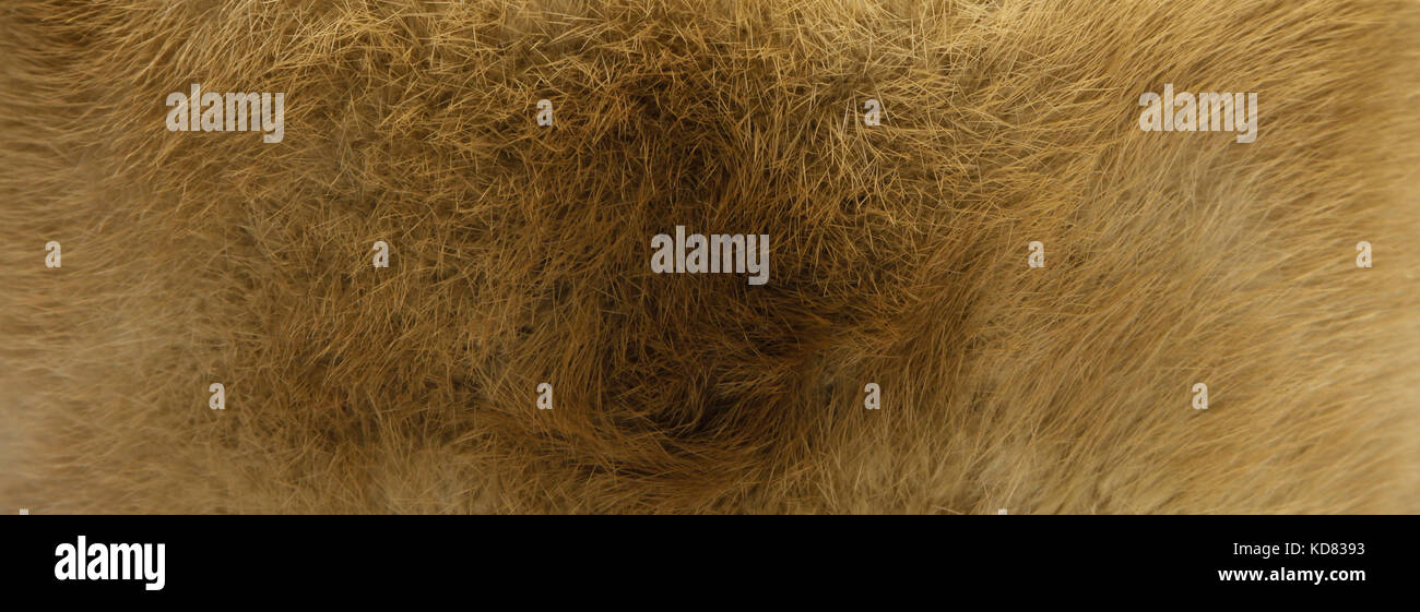 Beige fur texture Stock Photo - Alamy