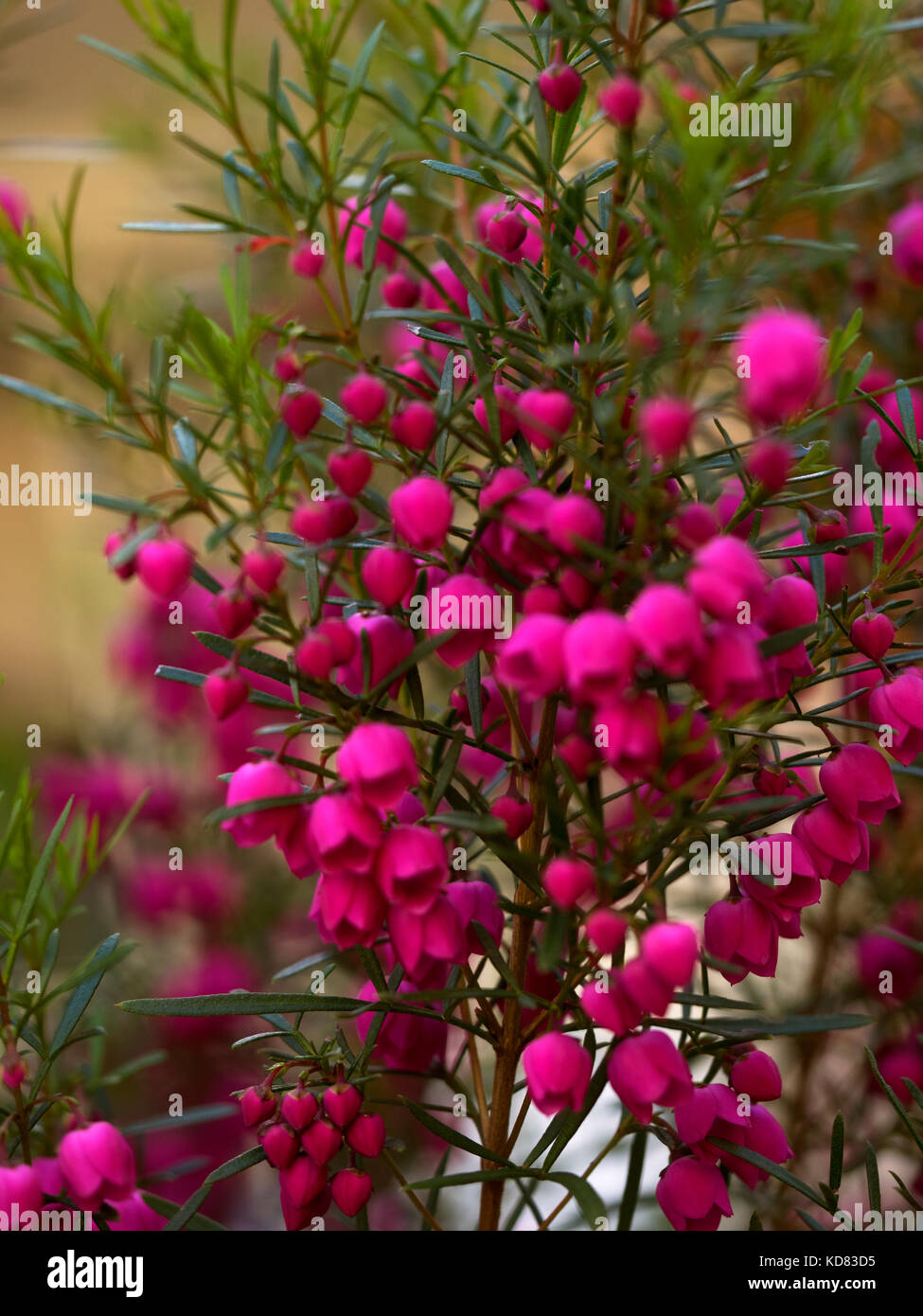 Boronia hi-res stock photography and images - Alamy