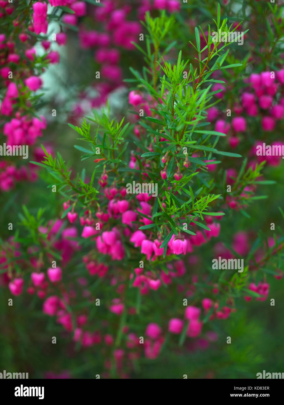 Boronia hi-res stock photography and images - Alamy