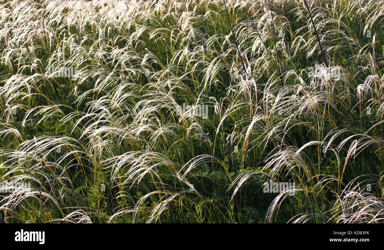 landscape grass in the steppe Stock Photo - Alamy