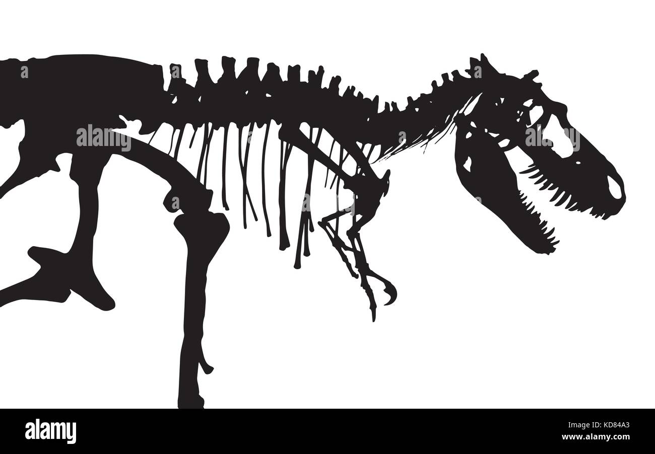 Tyrannosaurus Rex skeleton . Silhouette vector . side view Stock Vector Image & Art - Alamy