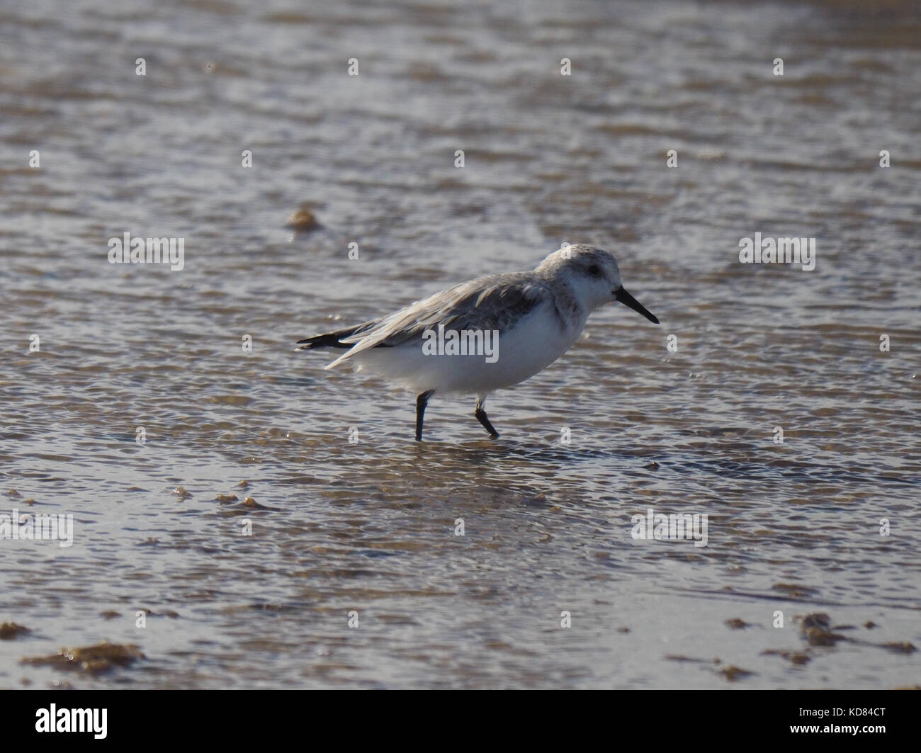 The little stint is a tiny wading bird with a short straight fine black ...