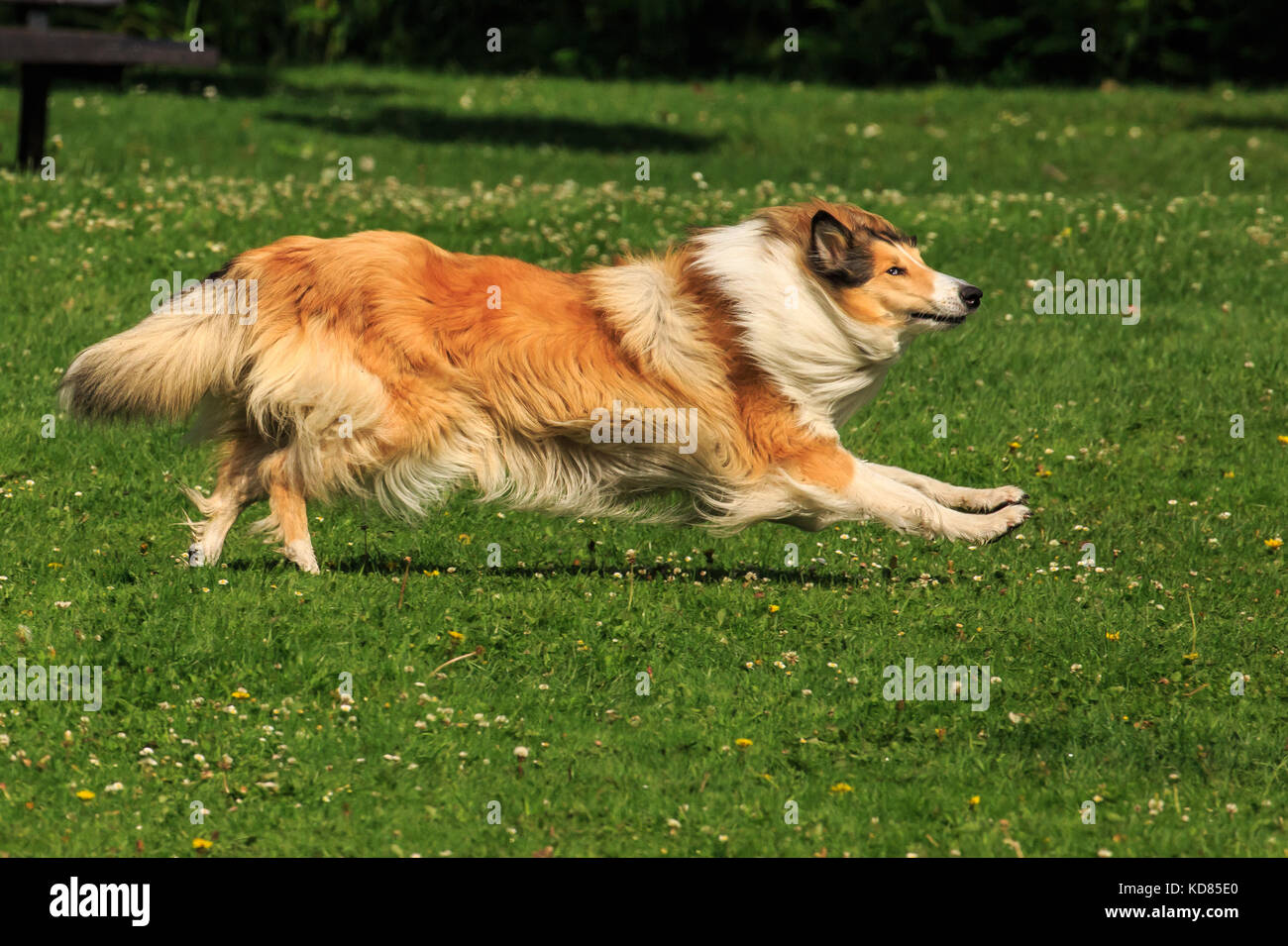 Rough collie playing in the park Stock Photo - Alamy