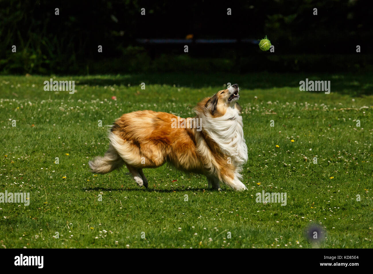 Rough collie playing in the park Stock Photo - Alamy