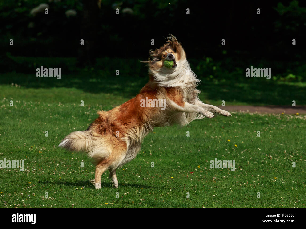 Rough collie playing in the park Stock Photo - Alamy