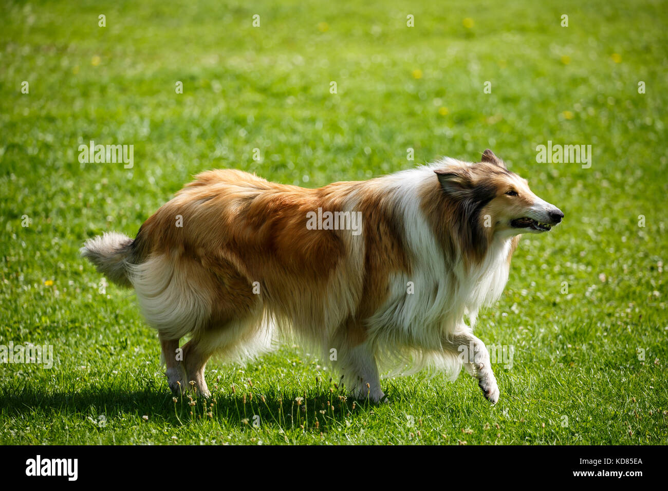 Rough collie playing in the park Stock Photo - Alamy