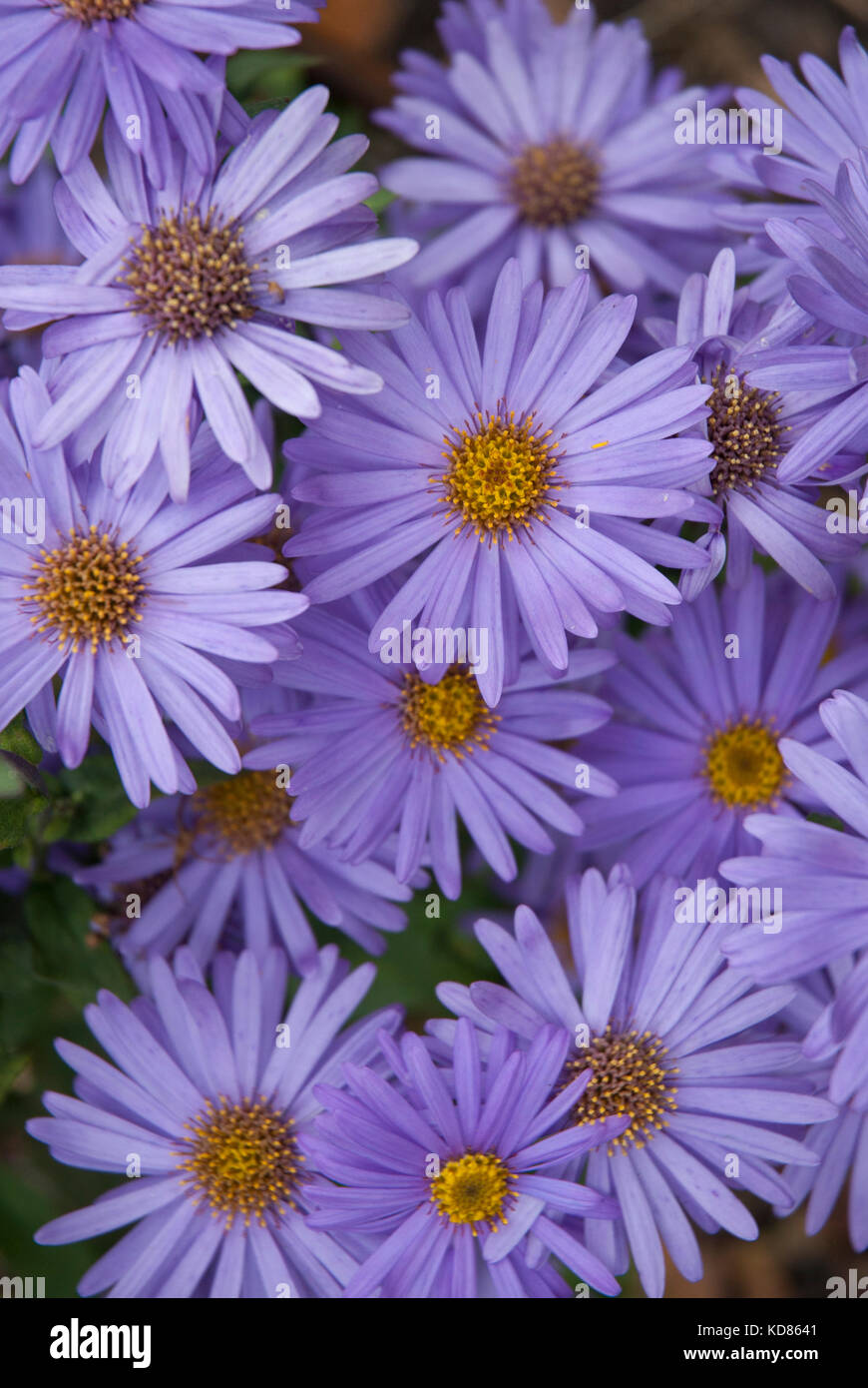Michaelmas daisy asters hi-res stock photography and images - Alamy
