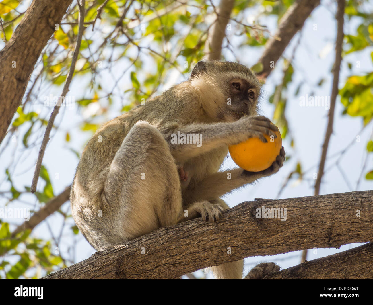 Cheeky vervet monkey sitting in tree and eating stolen orange ...