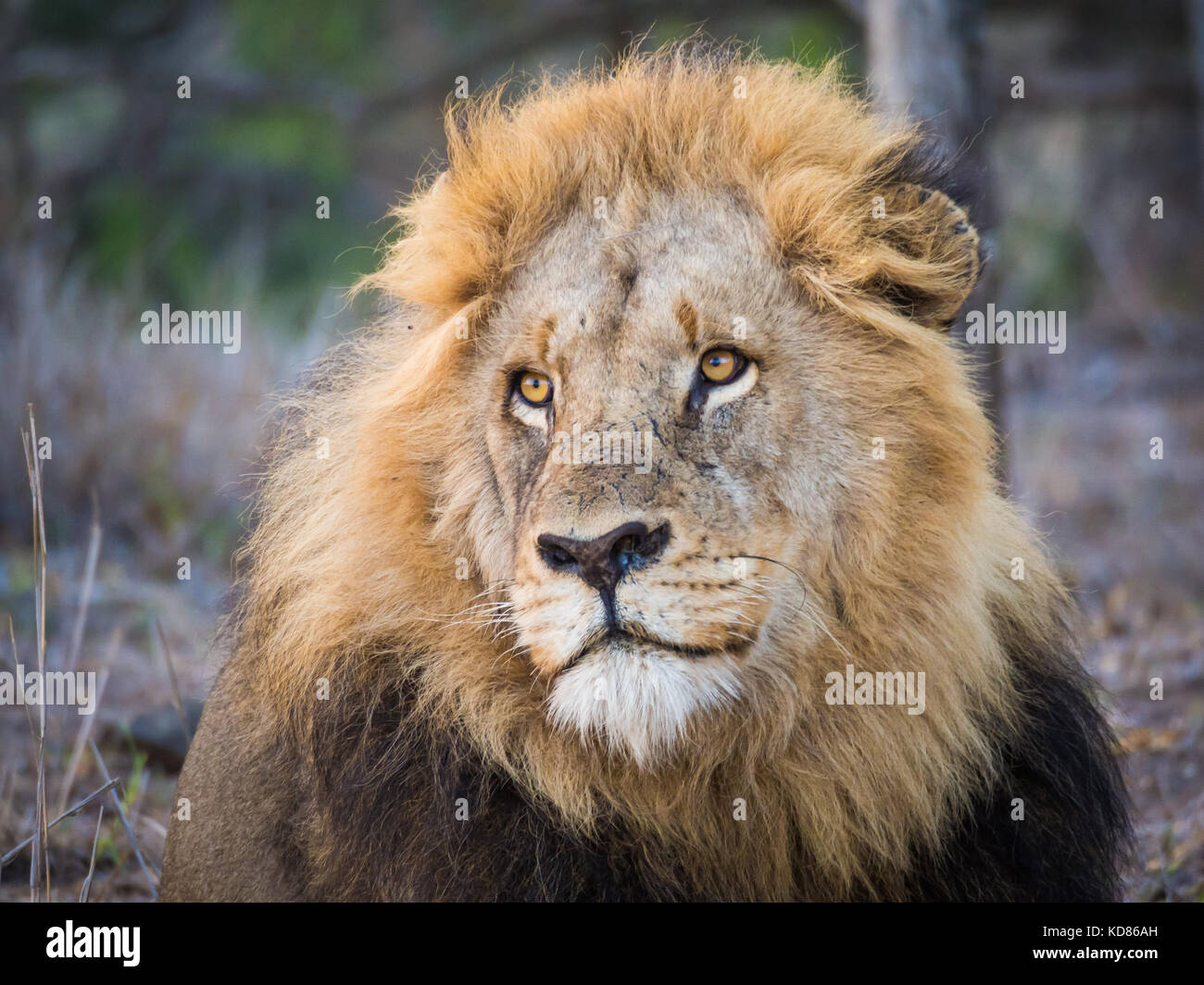 Portrait of beautiful male lione with large mane looking dreamily into ...