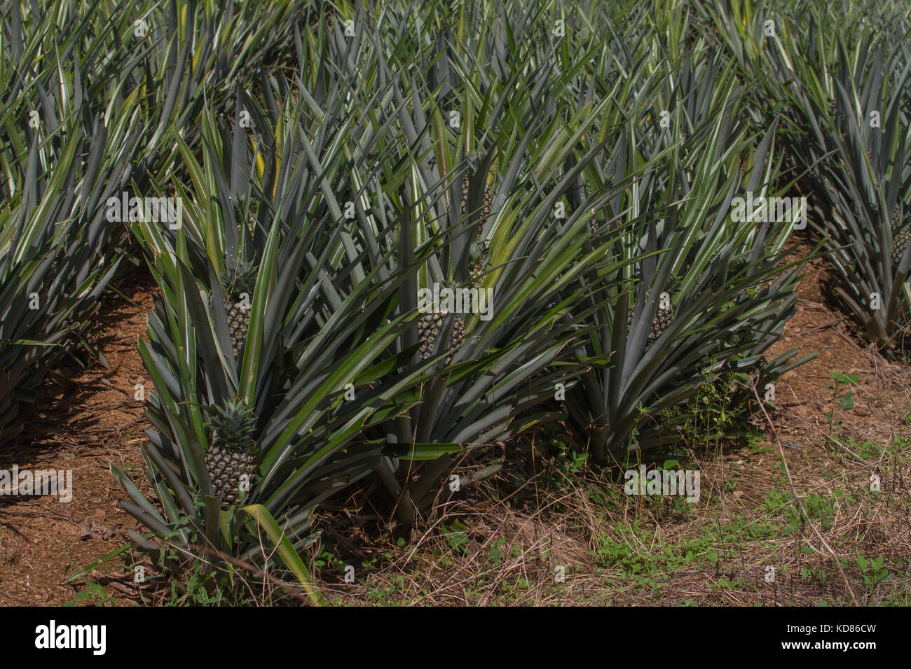 Pineapple tropical fruit growing in a farm Stock Photo - Alamy