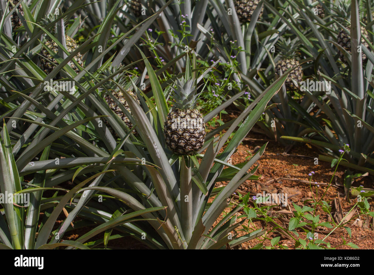 Pineapple tropical fruit growing in a farm Stock Photo - Alamy