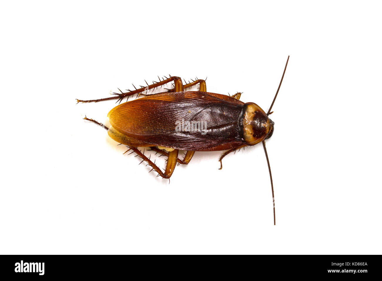 close up dead cockroaches on white background Stock Photo - Alamy