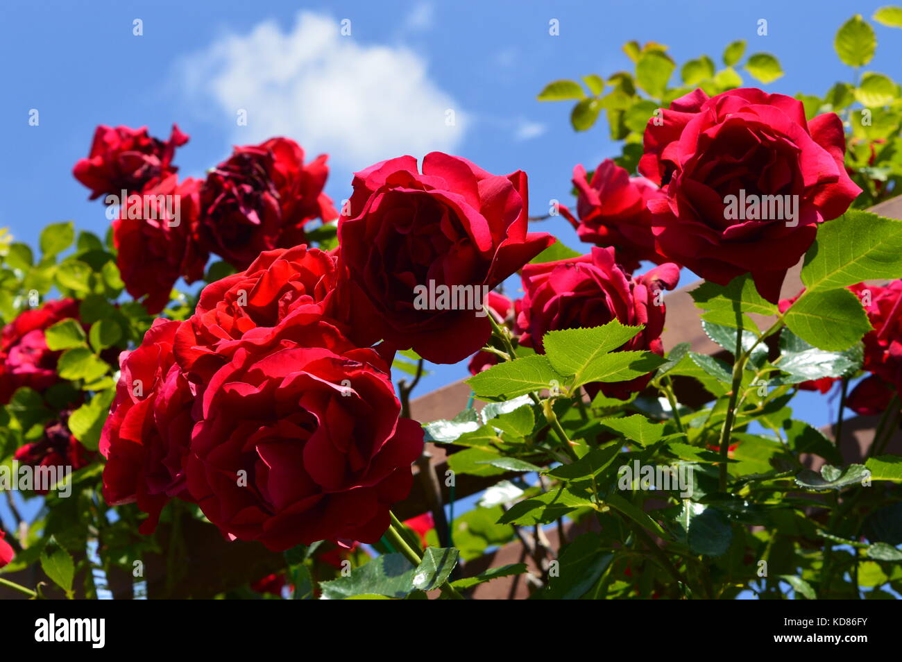 Spring garden with roses hi-res stock photography and images - Alamy