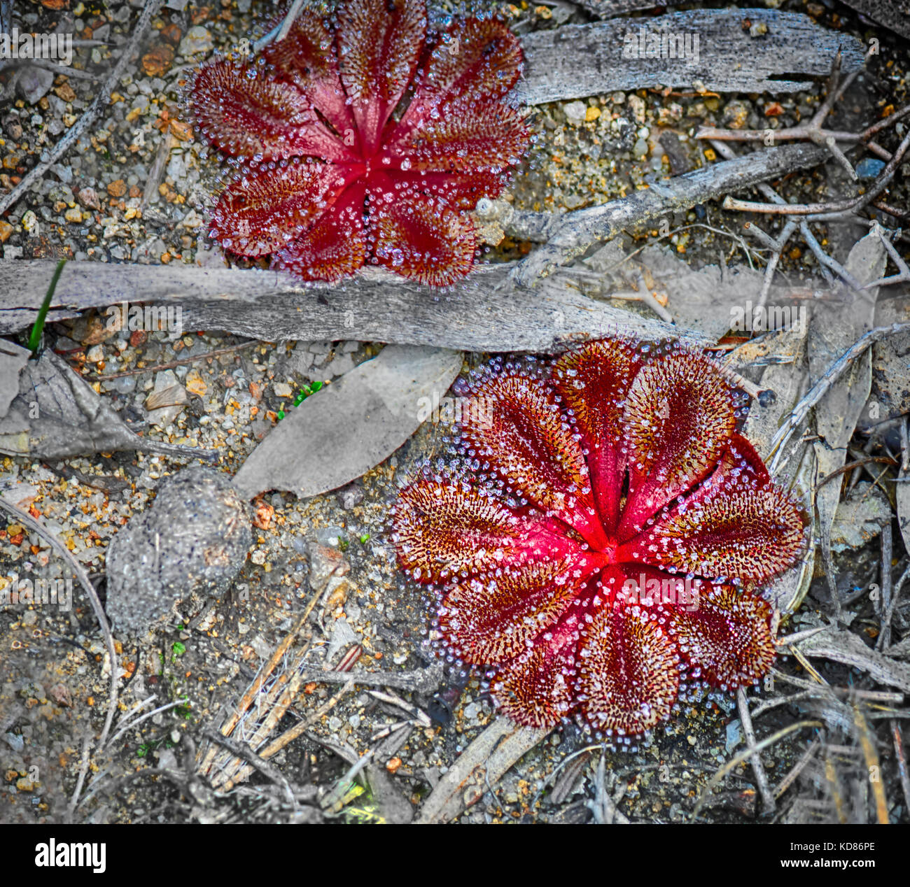 Drosera plants, western Australia, Australia Stock Photo - Alamy