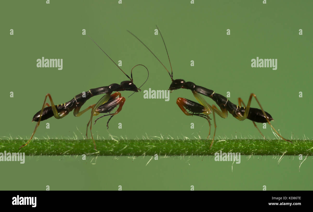 Two mantis insects on a plant mimicking ants, Indonesia Stock Photo - Alamy