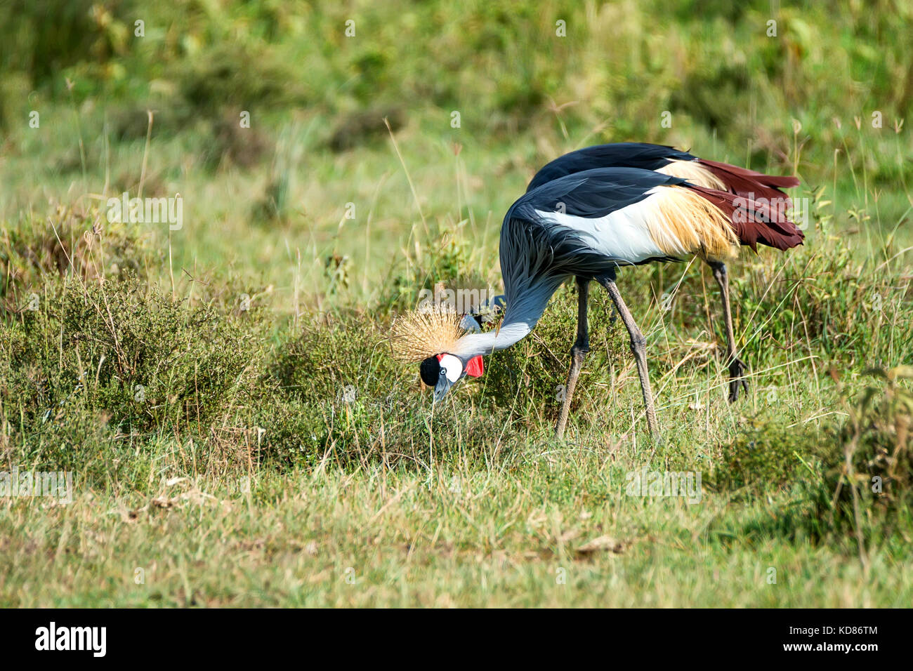 Oair of grey crowned crane or Balearca palenina Stock Photo - Alamy