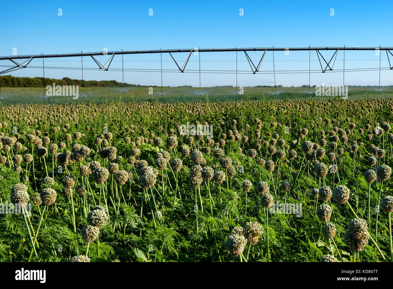 Drip irrigation system in field Stock Photo - Alamy