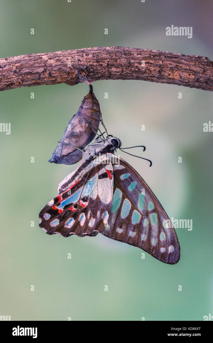 Butterfly emerging from its chrysalis hi-res stock photography and ...