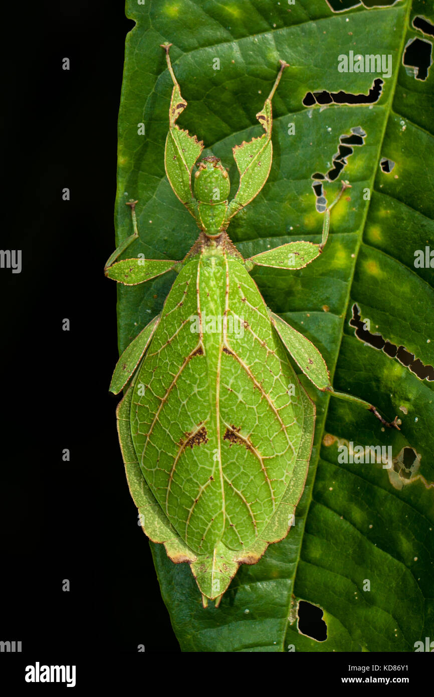 Overhead view of a mantis on a leaf, Indonesia Stock Photo - Alamy