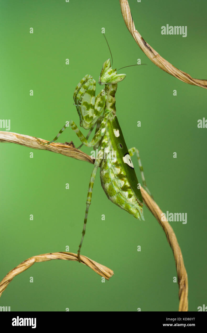 Army mantis on a branch, Indonesia Stock Photo - Alamy