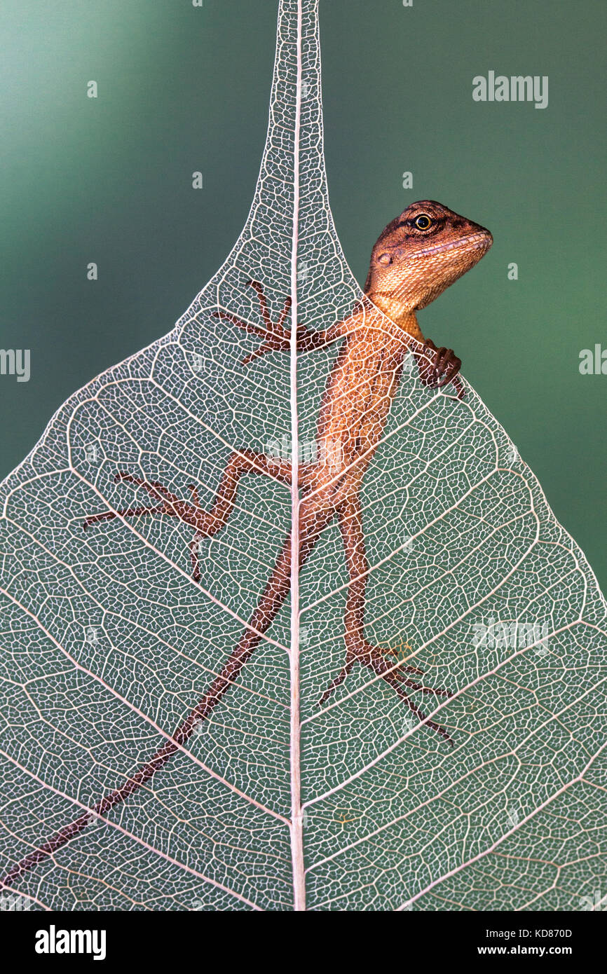 Lizard on a leaf Stock Photo - Alamy
