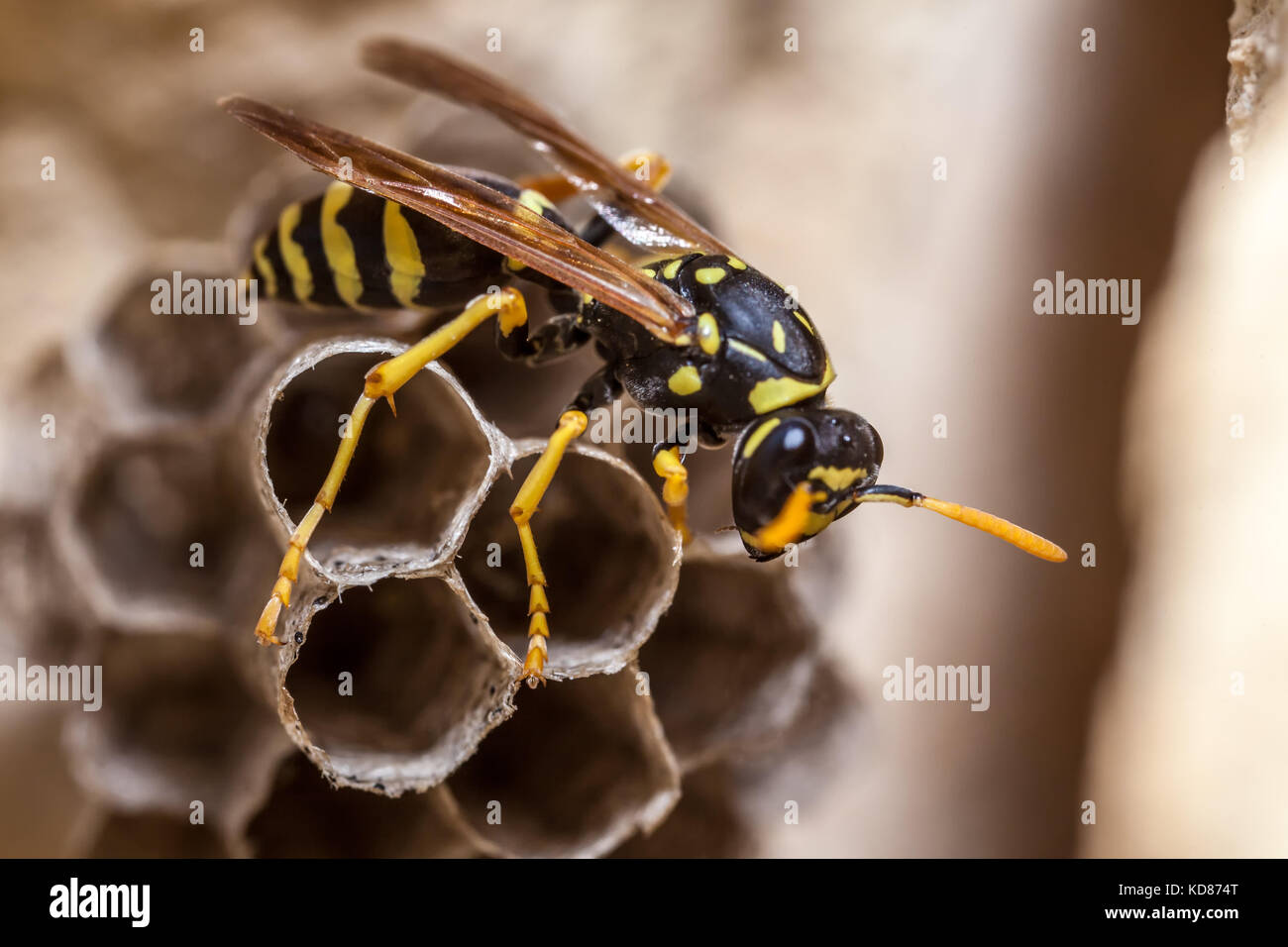 A young Paper Wasp Queen builds a nest to start a new colony Stock ...