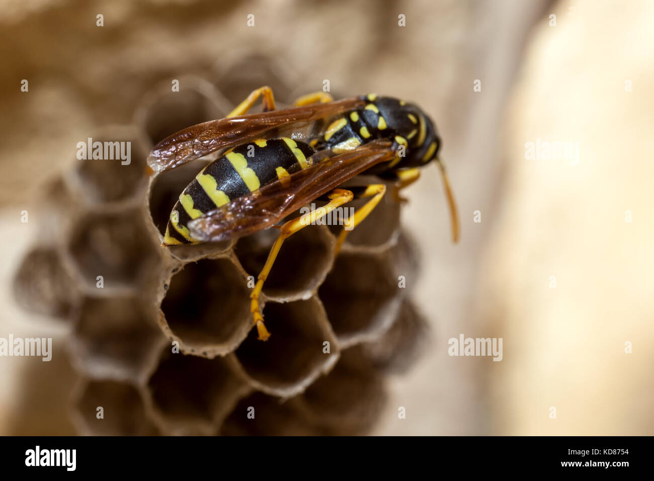 A young Paper Wasp Queen builds a nest to start a new colony Stock ...