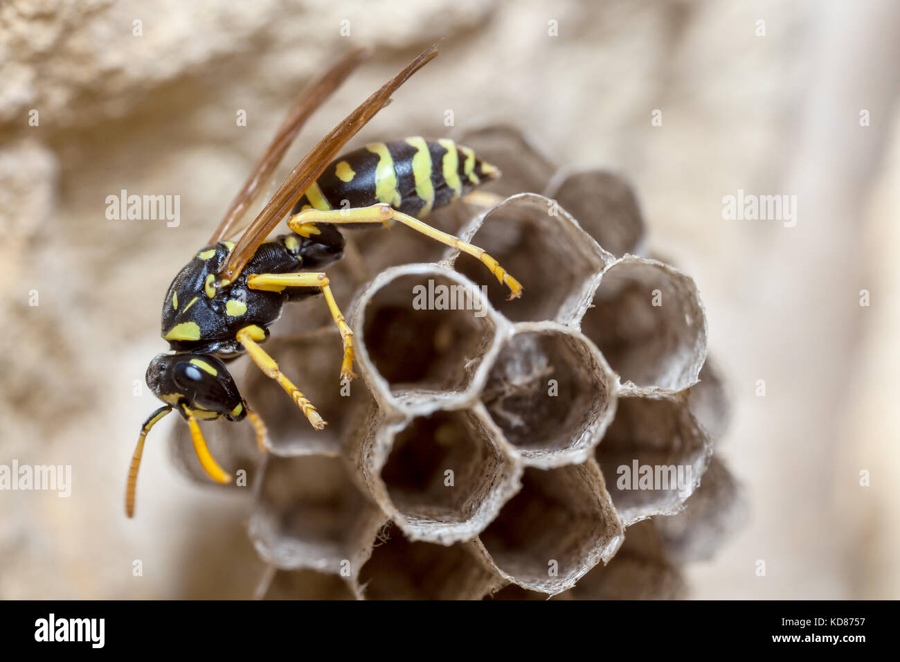 A young Paper Wasp Queen builds a nest to start a new colony Stock ...