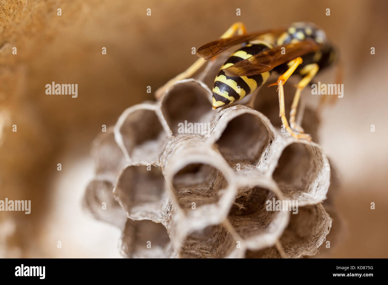 A young Paper Wasp Queen builds a nest to start a new colony Stock ...