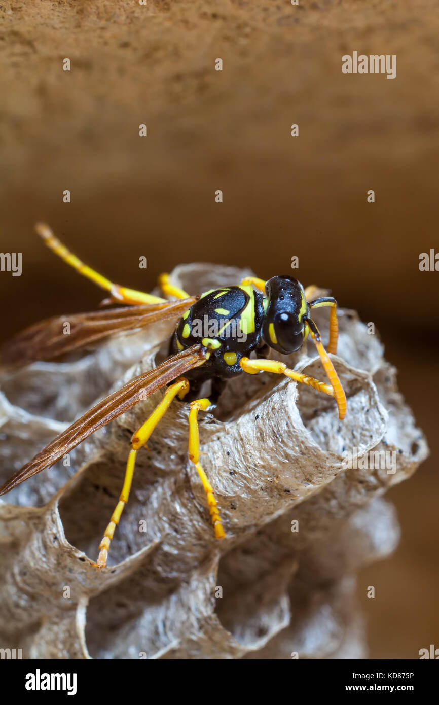 A young Paper Wasp Queen lays eggs in her nest to start a new colony ...