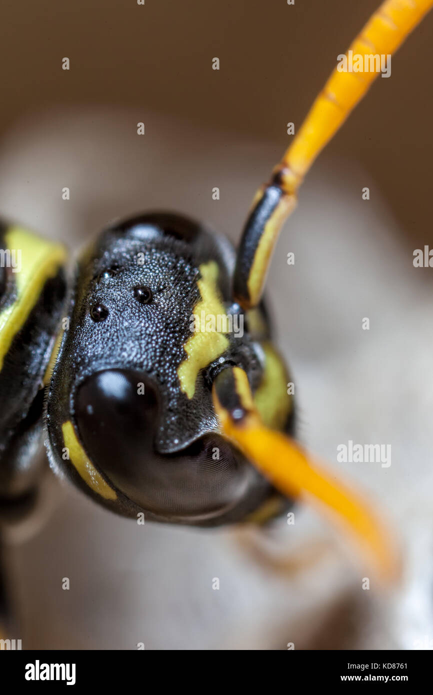 Super macro shot showing simple eyes or oculi on a Paper Wasp Queen ...
