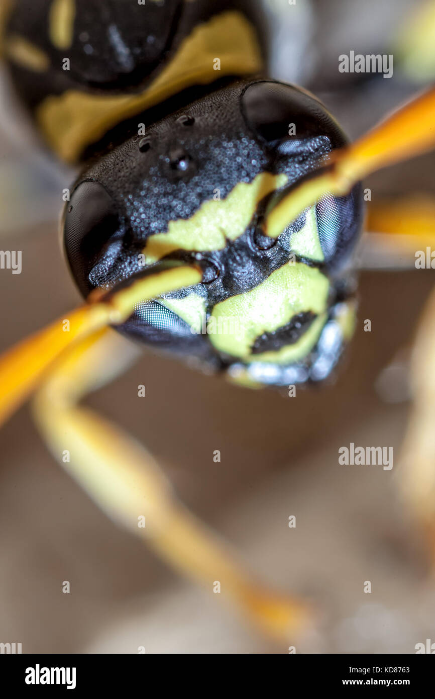 A young Paper Wasp Queen builds a nest to start a new colony Stock ...