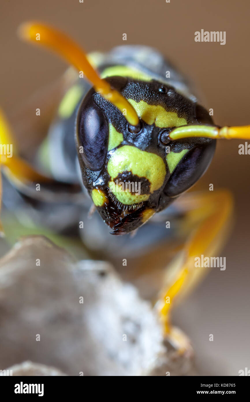 Young paper wasp queen hi-res stock photography and images - Alamy