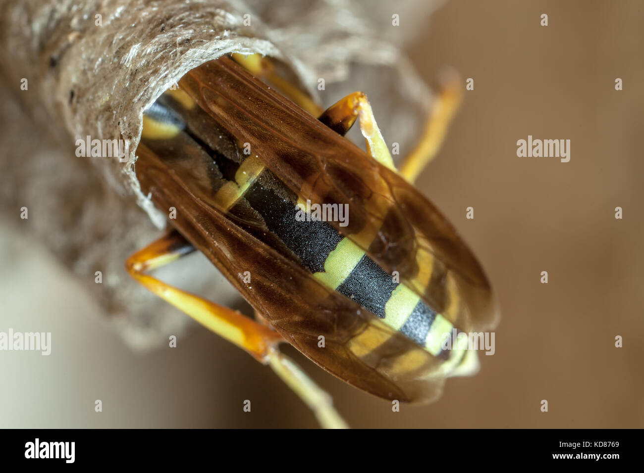 A young Paper Wasp Queen builds a nest to start a new colony Stock ...