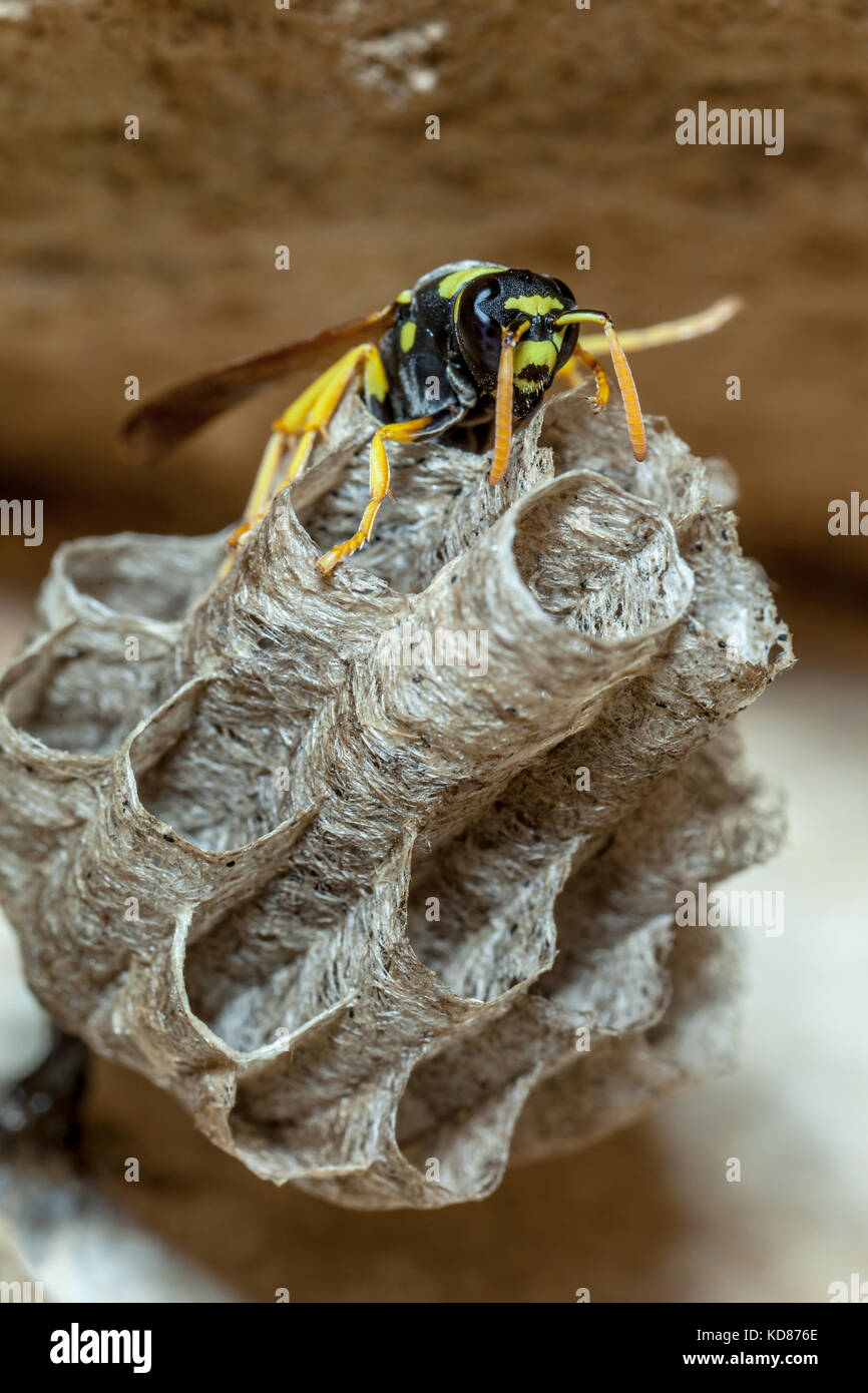 A young Paper Wasp Queen builds a nest to start a new colony Stock ...