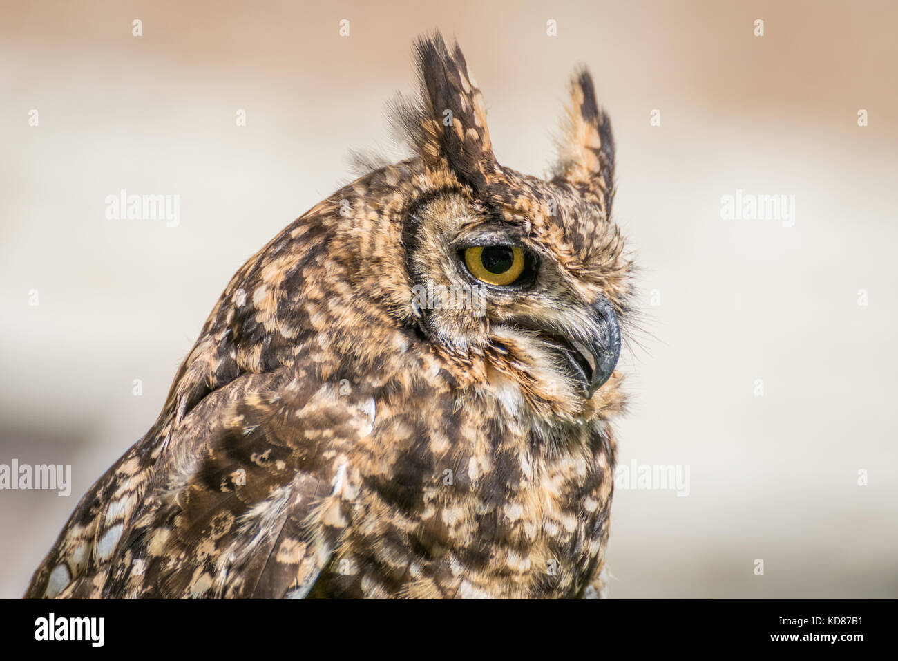 Spotted eagle owl hi-res stock photography and images - Alamy