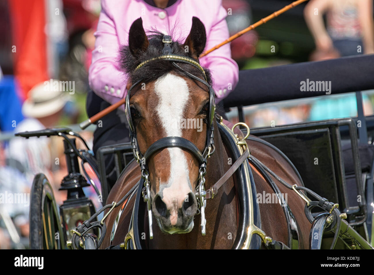 Horse Shows Uk High Resolution Stock Photography and Images - Alamy