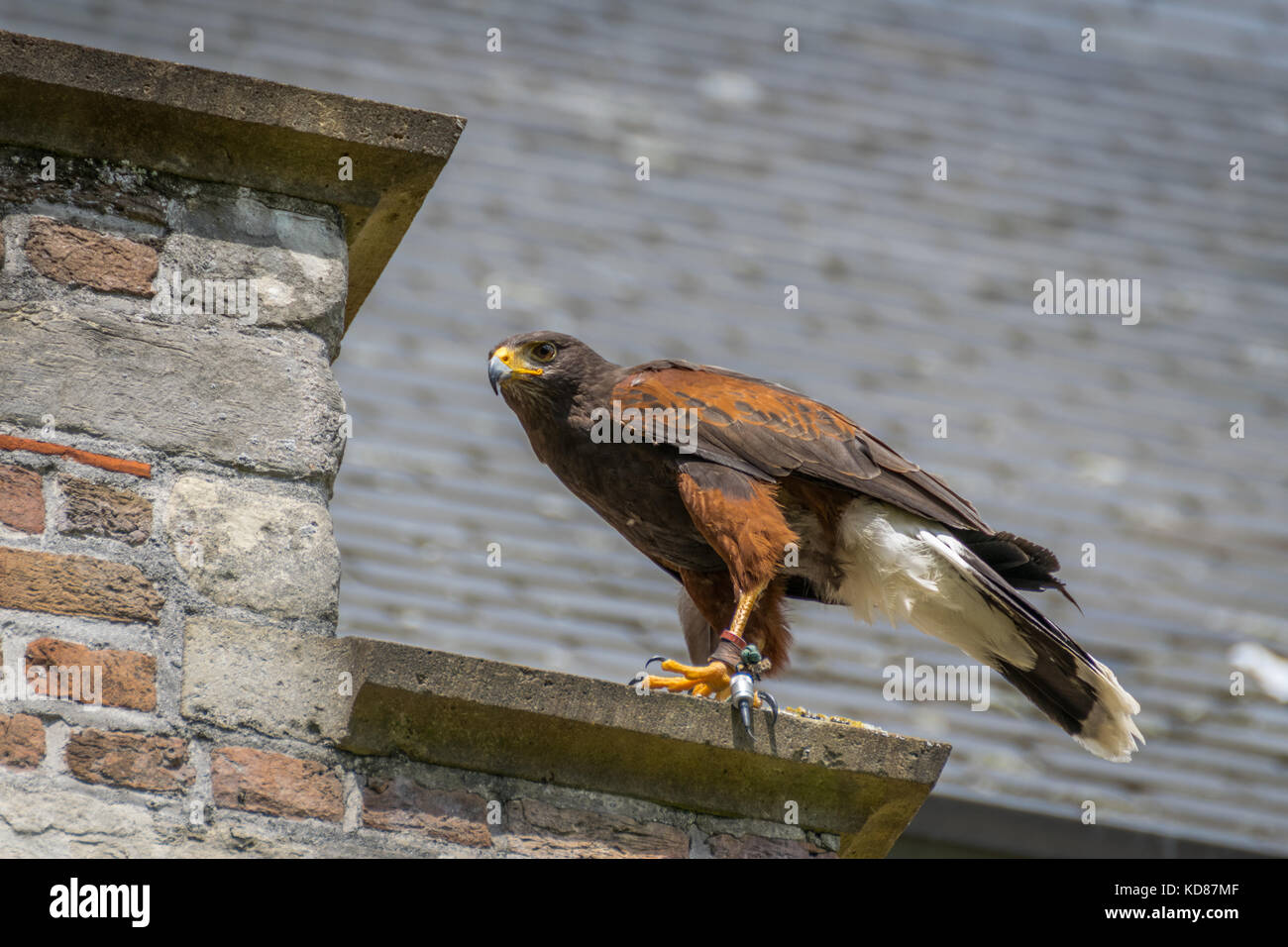 Harris hawk bird of prey close-up Stock Photo - Alamy