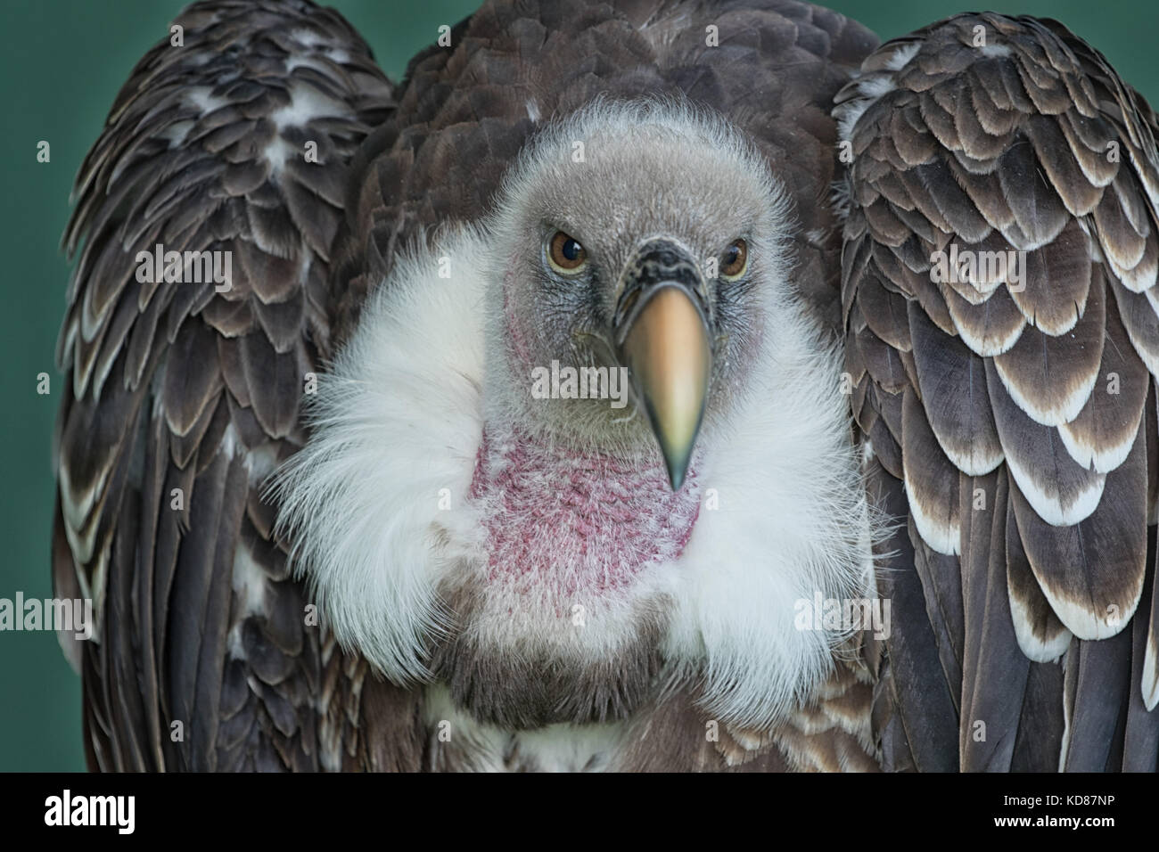 Ruppells Griffon Vulture,pictured at Ripley Show 2017,North Yorkshire ...