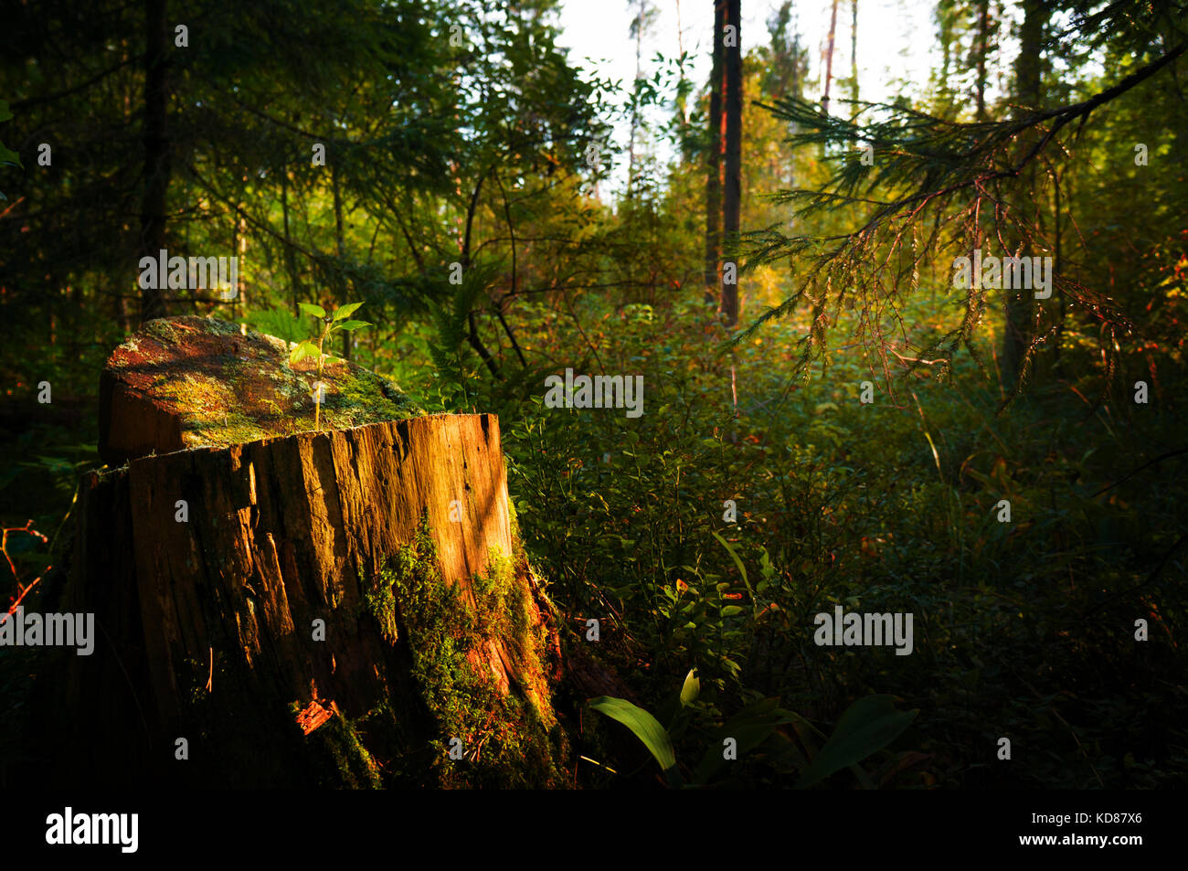 stump in the spruce forest Stock Photo - Alamy