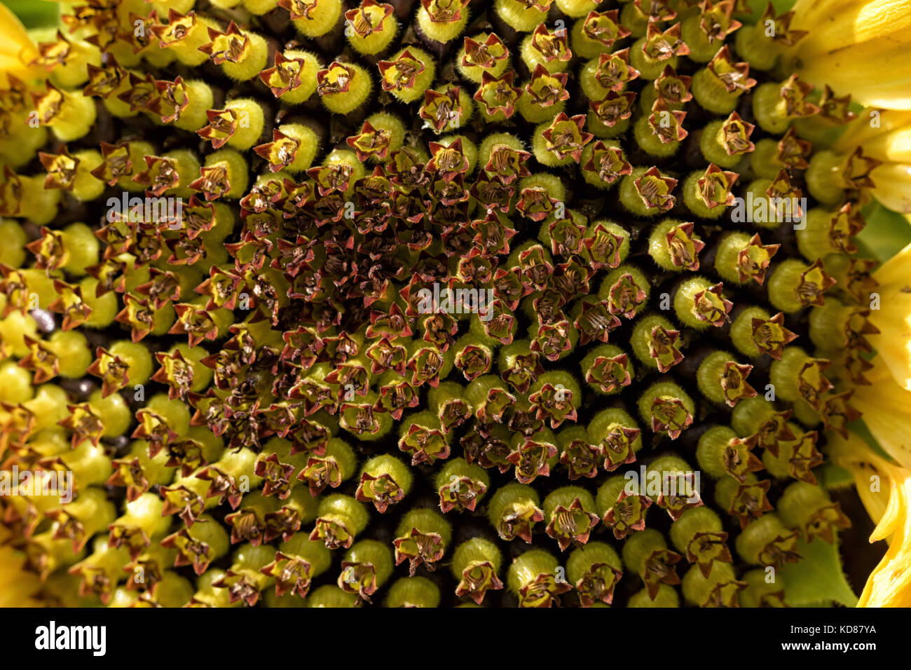 Helianthus 'Solar Flare' bicolor yellow gold and brown sunflower sepals ...