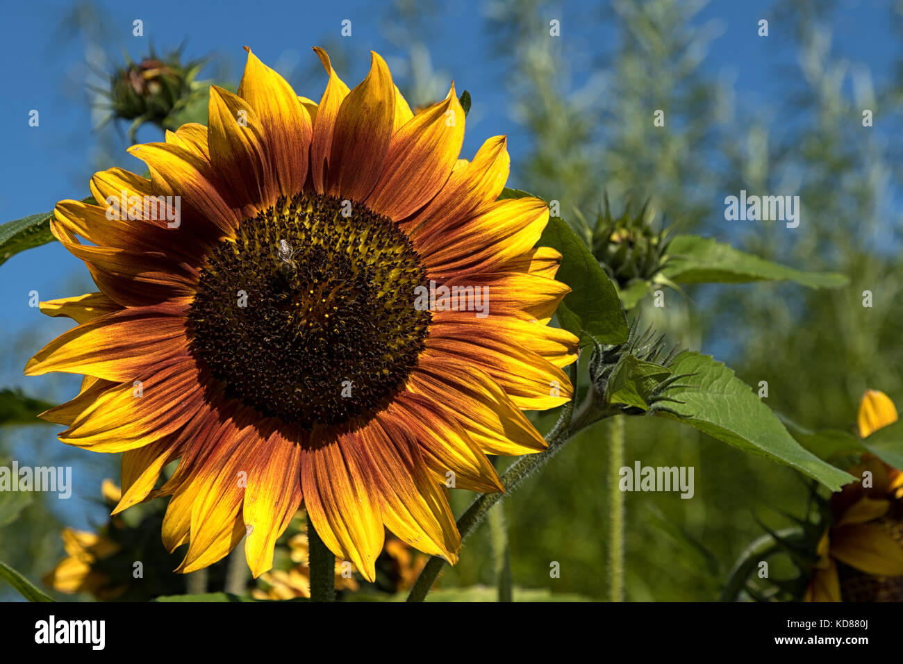 Helianthus 'Solar Flare' bicolor yellow gold and brown sunflower,RHS ...