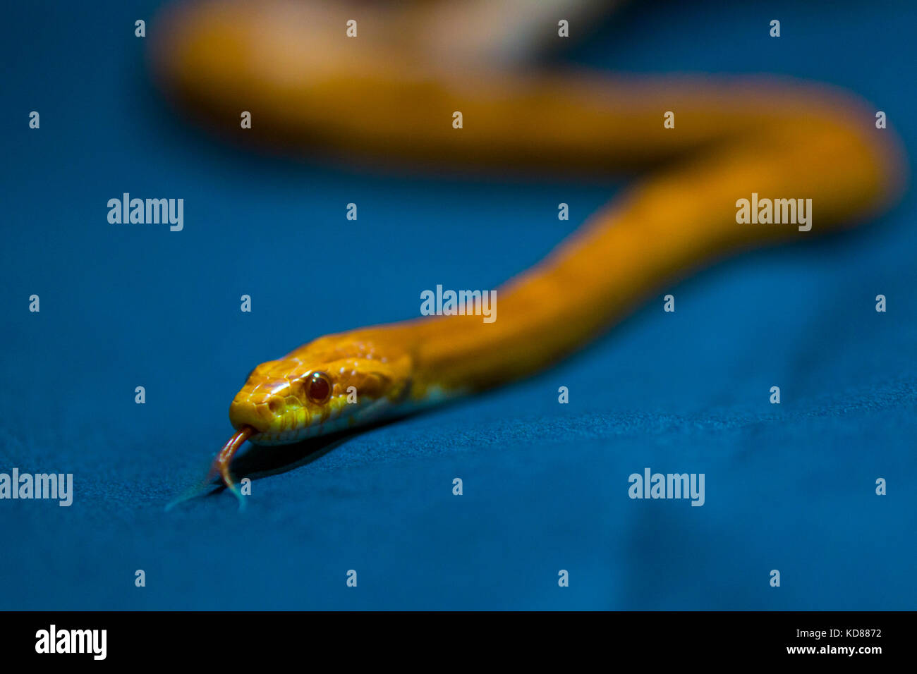 Yellow striped snake on dark-blue background Stock Photo - Alamy