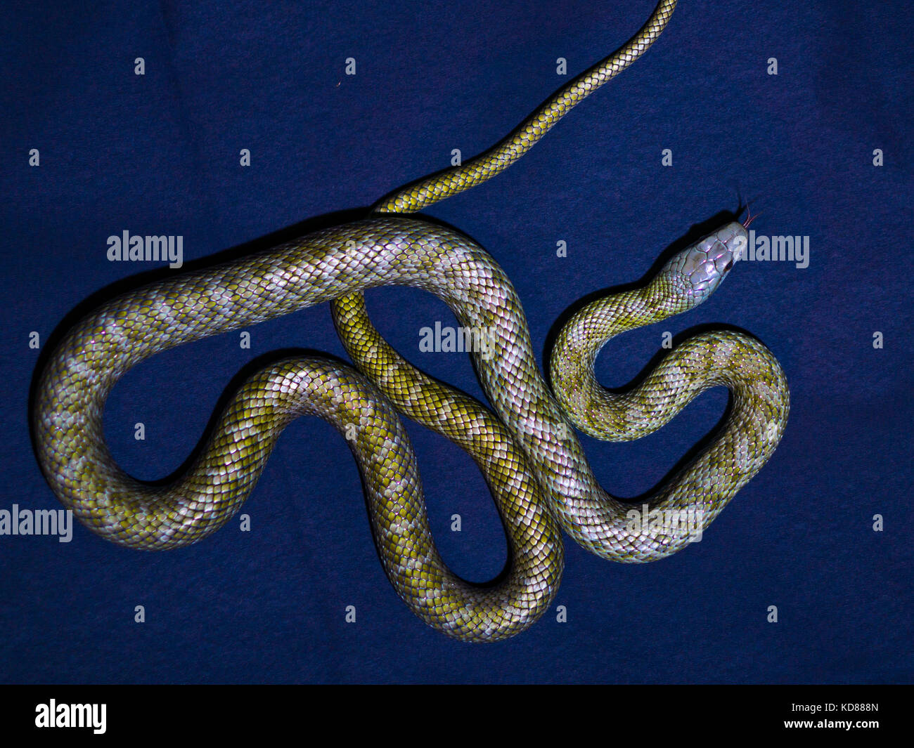 Yellow striped snake on dark-blue background Stock Photo - Alamy