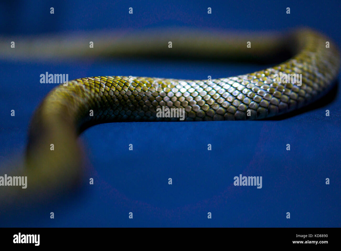 Yellow striped snake on dark-blue background Stock Photo - Alamy