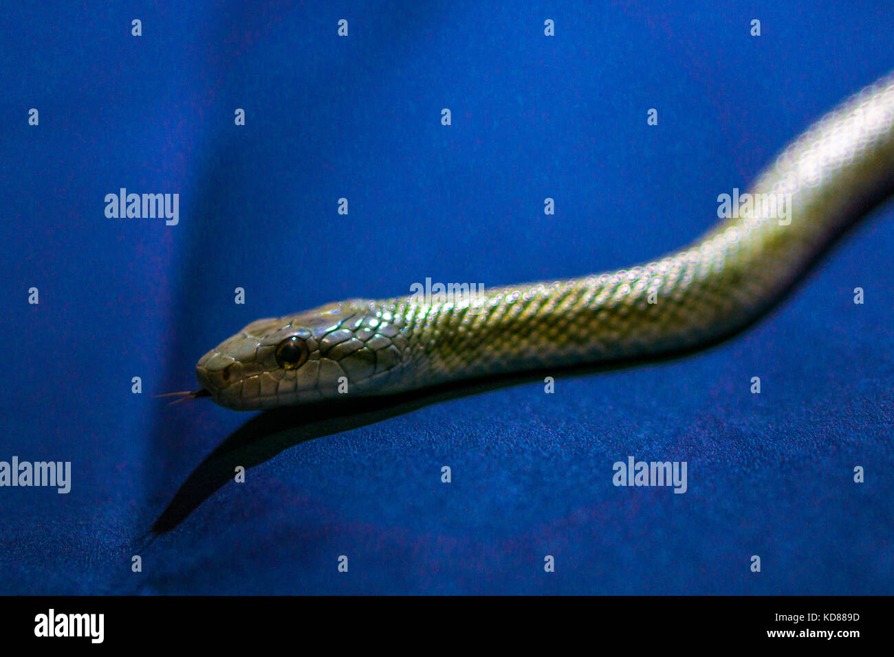 Yellow striped snake on dark-blue background Stock Photo - Alamy
