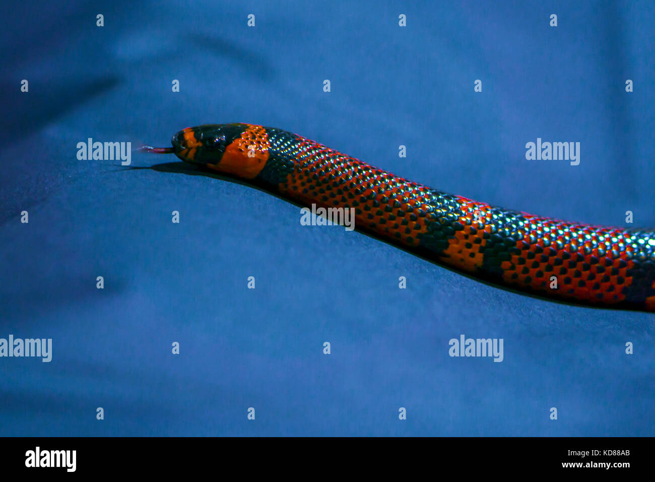 Red black striped snake hi-res stock photography and images - Alamy